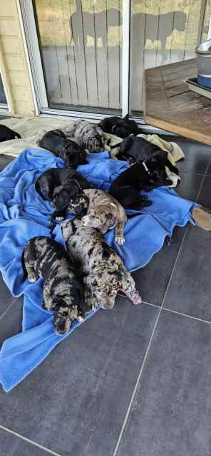 Puppies for sale | Dogs & Puppies | Gumtree Australia Somerset Area ...