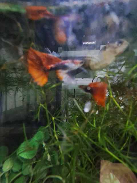 Colourful guppies, assorted shrimp, plants | Fish | Gumtree Australia ...