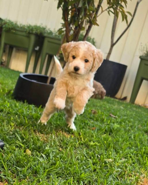 Cavoodle Medium size | Dogs & Puppies | Gumtree Australia Gosnells Area ...