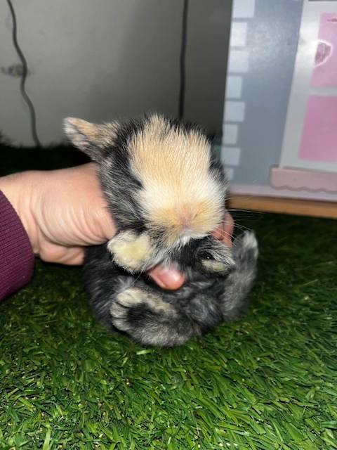 Pure bred mini lop baby bunny rabbits | Rabbits | Gumtree Australia ...