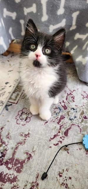 Biscoff rescue kitten SK6825 vetwork included | Cats & Kittens ...