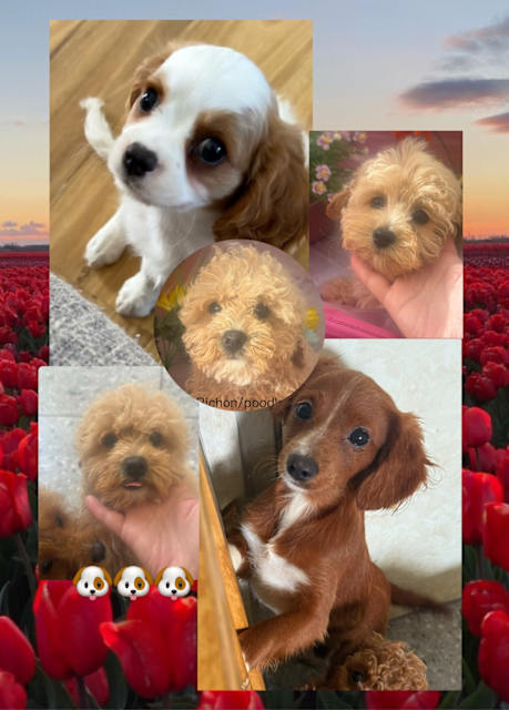 Cavoodle/bichoon x PUPPIES! ALL AUS FLY + 200km DROP OFF | Dogs ...
