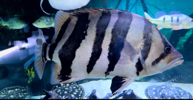 40cm Datnoid - Fish | Fish | Gumtree Australia Gosnells Area - Thornlie ...