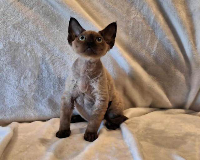 READY TO GO Devon Rex Kittens - Registered Breeder | Cats & Kittens ...
