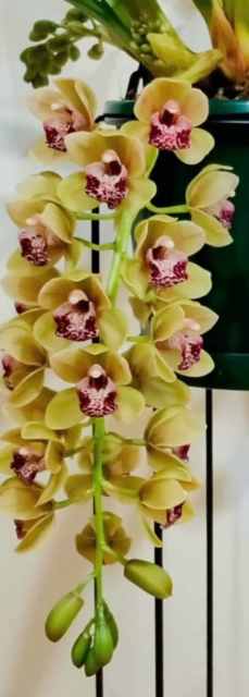 Gift: Unique Cascading Cymbidium orchid plant GREEN GABLES pendulant ...