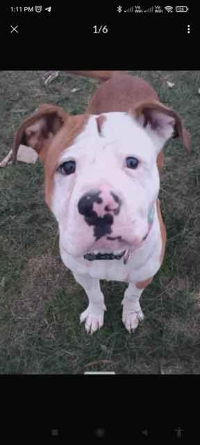 American staffy BELLA😍 Smooshy fat face | Dogs & Puppies | Gumtree ...