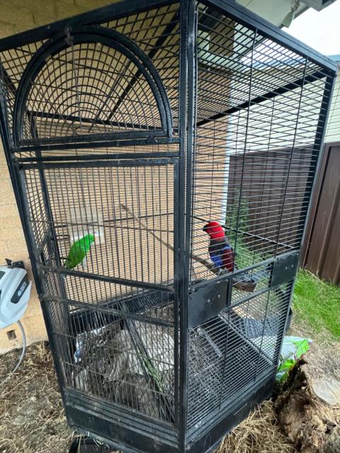 Hand-Raised Eclectus Parrots for Sale – Friendly & Talkative! | Birds ...
