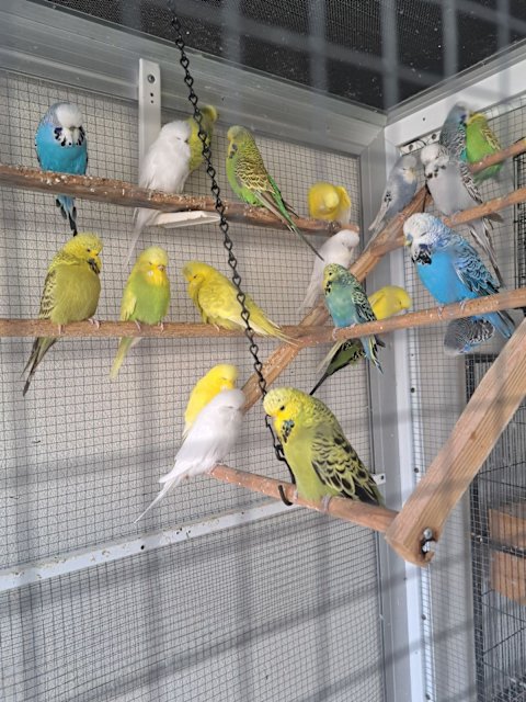 Budgies, cages, nesting boxes and breeding cages | Birds | Gumtree ...