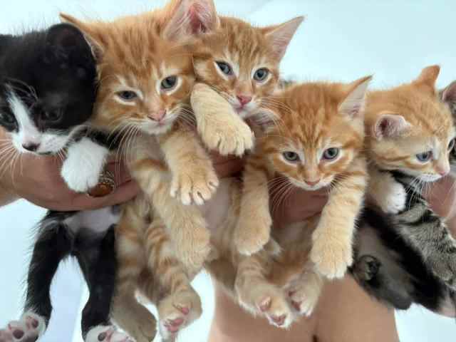 Gorgeous Playful Kittens | Cats & Kittens | Gumtree Australia Fairfield ...