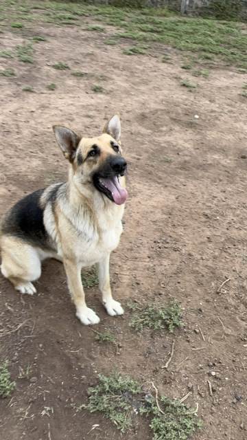 Two female German Sharper | Dogs & Puppies | Gumtree Australia Geelong ...