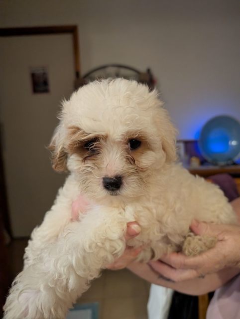 Puppy Bishion Frese fluffy little girl | Dogs & Puppies | Gumtree ...