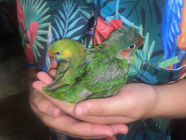 Handraised babies to come | Birds | Gumtree Australia Pine Rivers Area ...