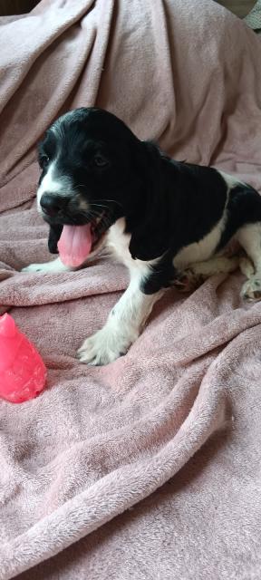 English Cocker spaniel puppies | Dogs & Puppies | Gumtree Australia ...