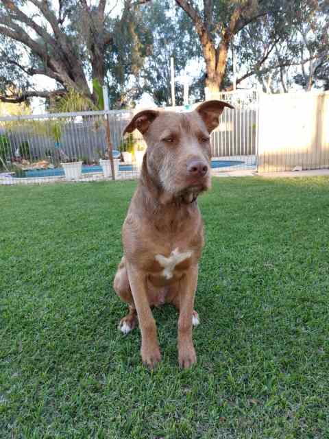 Maverick - Perth Animal Rescue incl Vet work Dog/Puppy | Dogs & Puppies ...