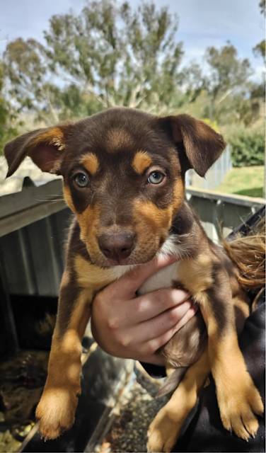 Purebred Kelpie Pups | Dogs & Puppies | Gumtree Australia Boorowa Area ...