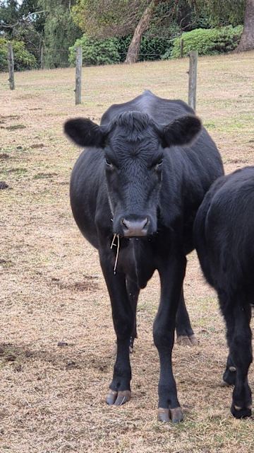 Angus Cows | Livestock | Gumtree Australia Burnie Area - Romaine ...
