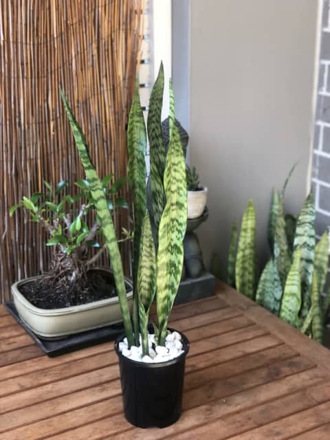 Small Snake plants/Mother in laws tongue pot. | Plants | Gumtree ...