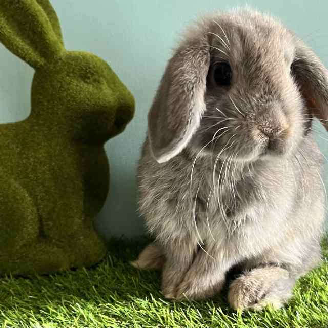 Pure Bred Mini Lop Rabbits | Rabbits | Gumtree Australia Latrobe Valley ...