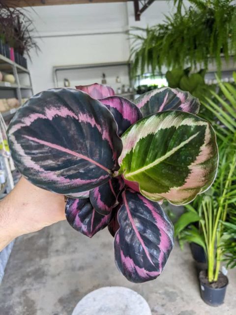Calathea Red Mojo 90mm - Plants in Queanbeyan ACT | Gumtree Australia