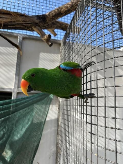 Hand raised Eclectus Parrots. Male and female. | Birds | Gumtree ...