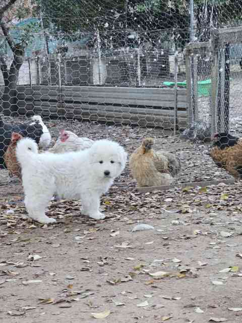 Maremma puppy | Dogs & Puppies | Gumtree Australia Cooma-Monaro Area ...