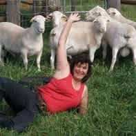 1 Doz WHITE DORPER rams for sale @ $500. | Livestock | Gumtree ...