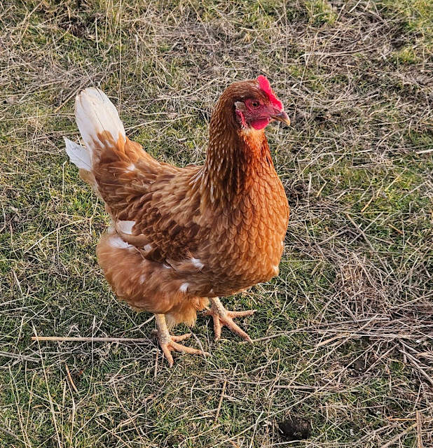 Hyline Hens, laying now | Livestock | Gumtree Australia Meander Valley ...
