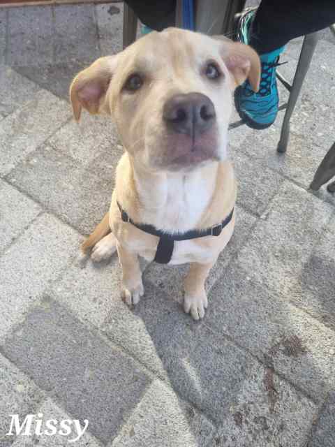 Missy - Perth Animal Rescue incl Vet work Dog/Puppy | Dogs & Puppies ...