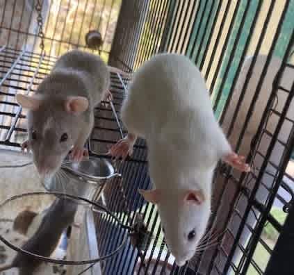 Baby Rats for sale | Other Pets | Gumtree Australia Brisbane South East ...