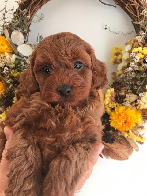 Ruby Red Toy Cavoodles | Dogs & Puppies | Gumtree Australia Port ...