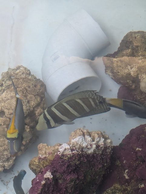 Marine Reef Fish - Tangs & Others | Fish | Gumtree Australia Pine ...