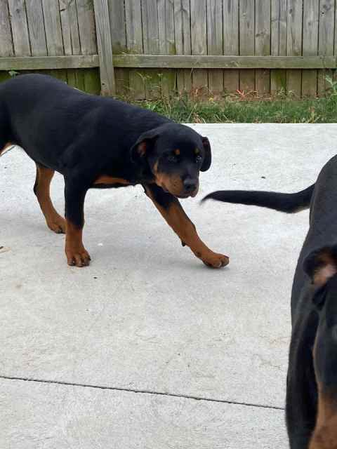 Purebred german rottweiler | Dogs & Puppies | Gumtree Australia ...