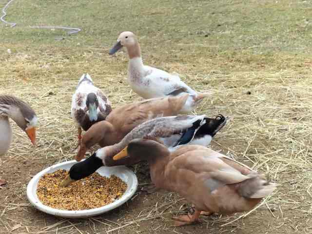 Blue Indian Runner Ducks/Brahma Pullets/Buff Orpington Pullet ...