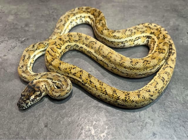 Possible Het Albino Yearling Carpet Pythons | Reptiles & Amphibians ...