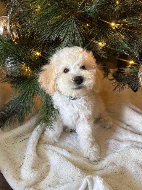 Bichon Frise x Cockapoo/Spoodle (Poodle x English Cocker spaniel ...