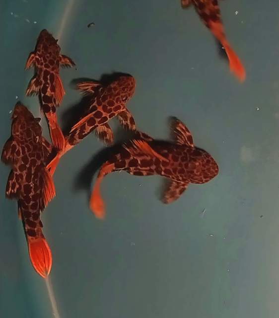 L600 Pleco and Quality Fish Food | Fish | Gumtree Australia Brisbane ...