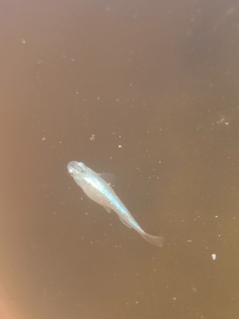 Platinum Japanese Rice fish - Miyuki Medaka | Fish | Gumtree Australia ...