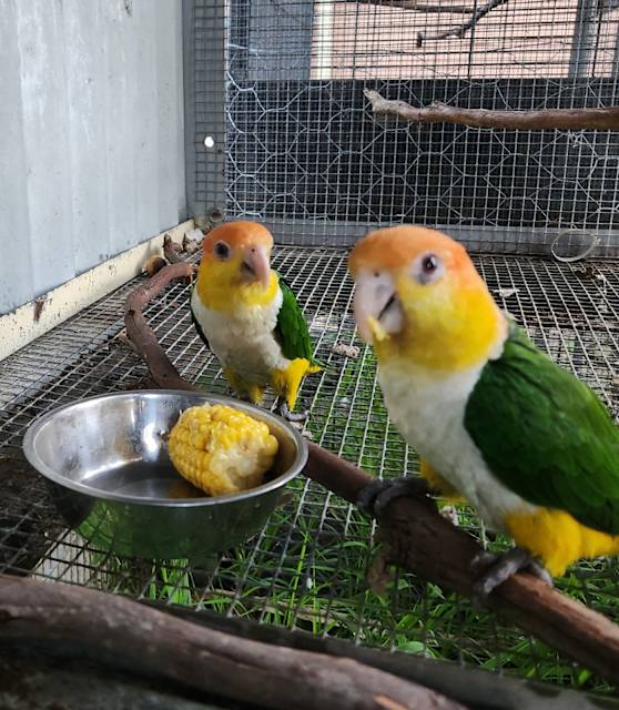 Caiques single and breeding pair. Ringnecks. | Birds | Gumtree Australia Shoalhaven Area ...