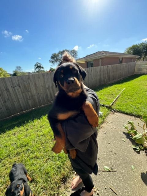 German Rottweiler Puppies for Sale – 15 Weeks Old | Dogs & Puppies ...