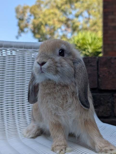 Pure Bred Minilop Bunny | Rabbits | Gumtree Australia Melbourne City ...