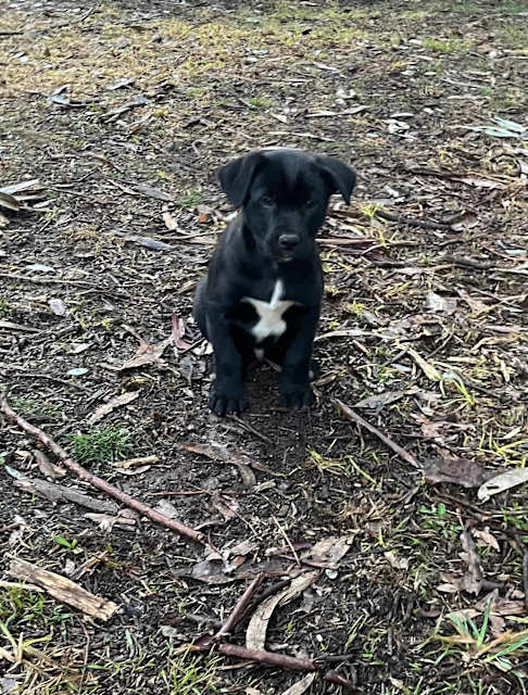 Puppy looking for his forever home | Dogs & Puppies | Gumtree Australia ...