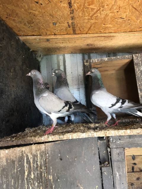 Greek vouta pigeon for sale Each $35 | Birds | Gumtree Australia ...