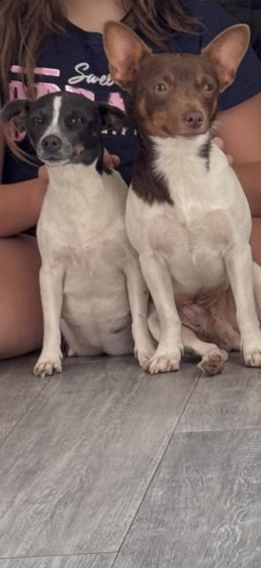 Purebred mini foxies | Dogs & Puppies | Gumtree Australia Ipswich City ...