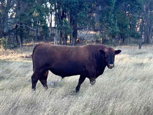 Stud Red Angus Bull - 3yo | Livestock | Gumtree Australia Mitchell Area ...