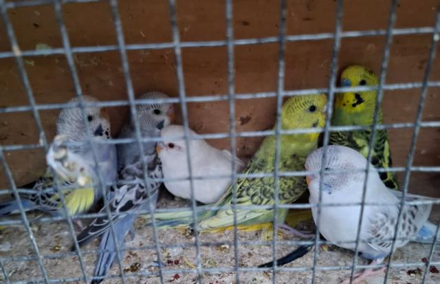 Young Budgies | Birds | Gumtree Australia Kingston Area - Clayton South ...