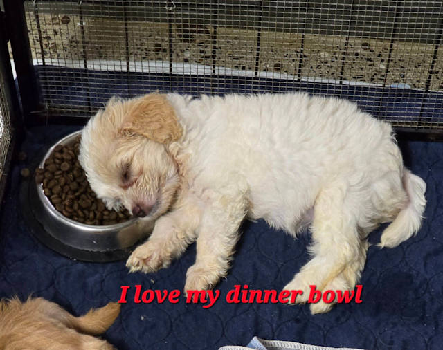 YOUR BEST FRIEND IS WAITING...DONT LET THEM WAIT TO LONG. | Dogs ...