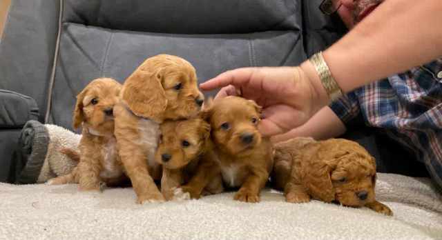 Cavoodle Ruby Red Toy Puppies for sale. $3500 | Dogs & Puppies ...