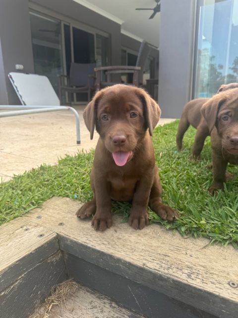 MALE PUREBRED CHOCOLATE LABRADOR PUPPY | Dogs & Puppies | Gumtree ...