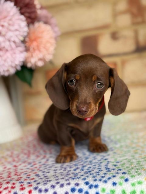 Miniature Dachshund Puppies - Rightpaw & MDBA Master Breeder | Dogs ...
