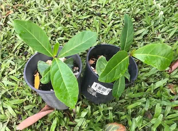 Indian Almond Plants ( TERMINALIA CATAPPA) | Fish | Gumtree Australia ...
